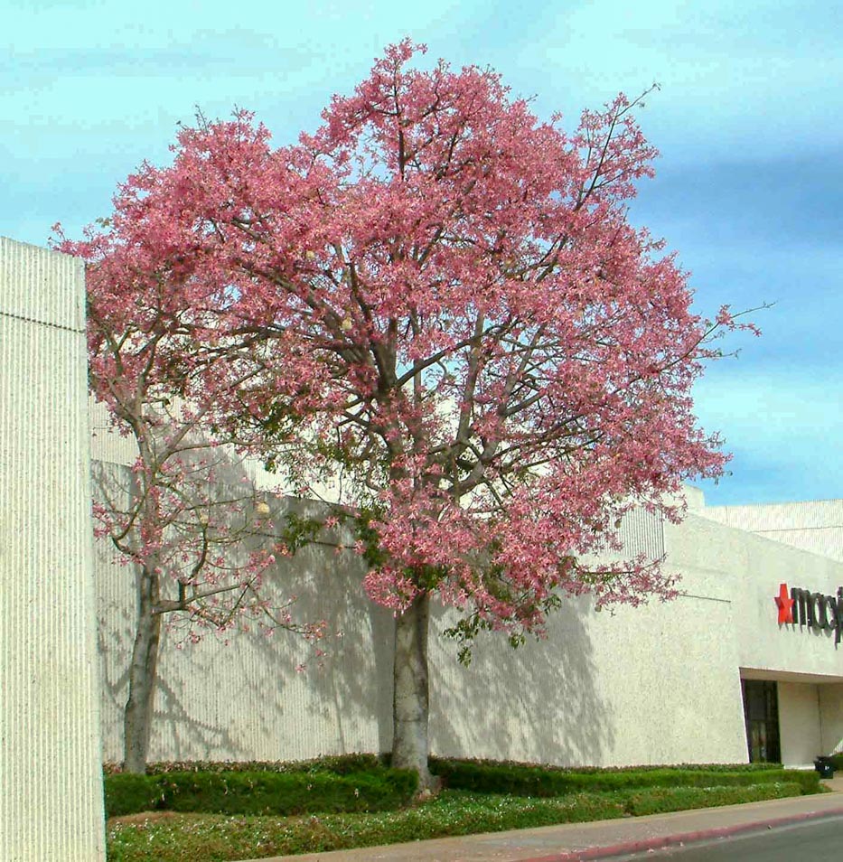 Chorisia speciose – Acacia LLC