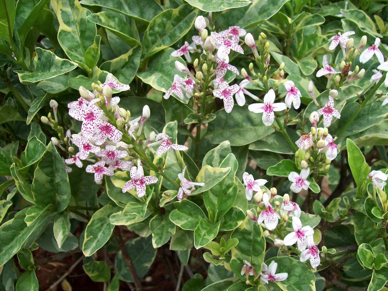 Pseuderanthemum recticulatum variegata - Acacia LLC
